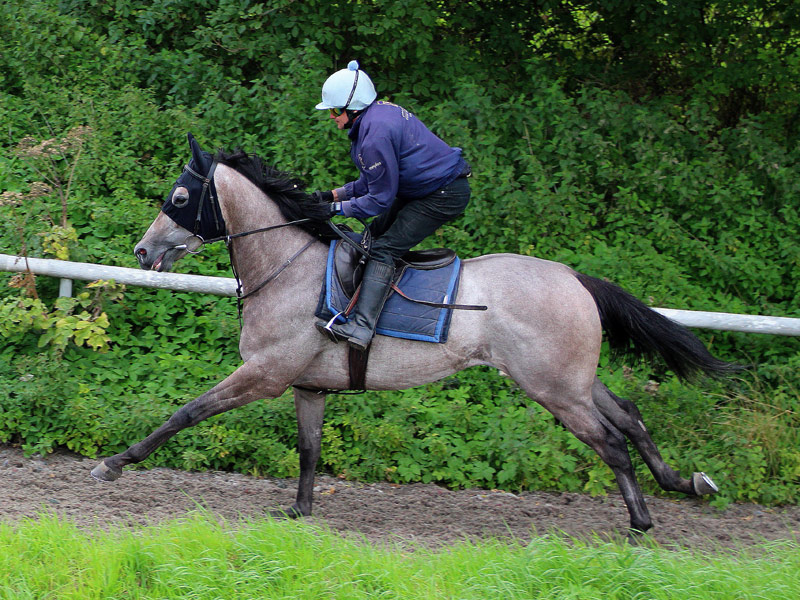 Three Year Olds - Dean Ivory Racing