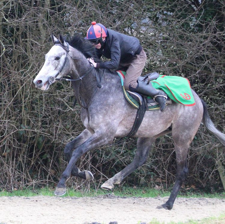 Older Horses - Dean Ivory Racing
