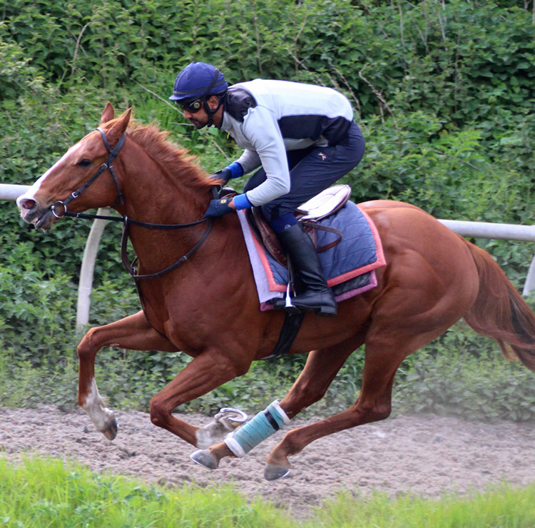 Older Horses - Dean Ivory Racing