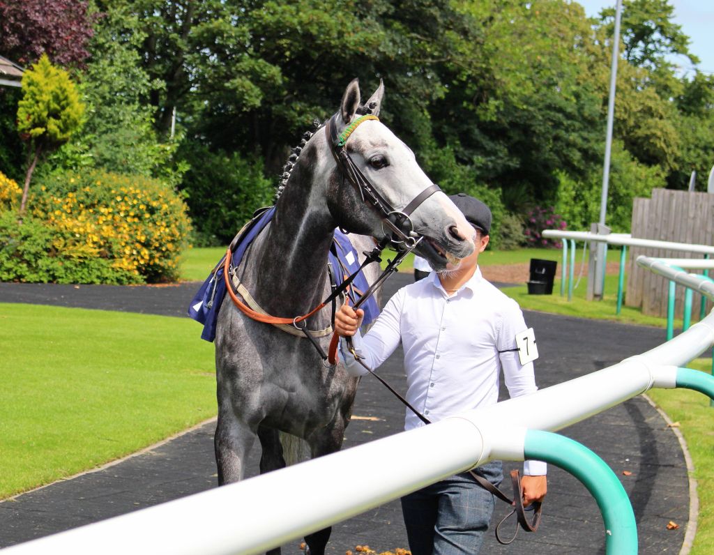 Older Horses - Dean Ivory Racing